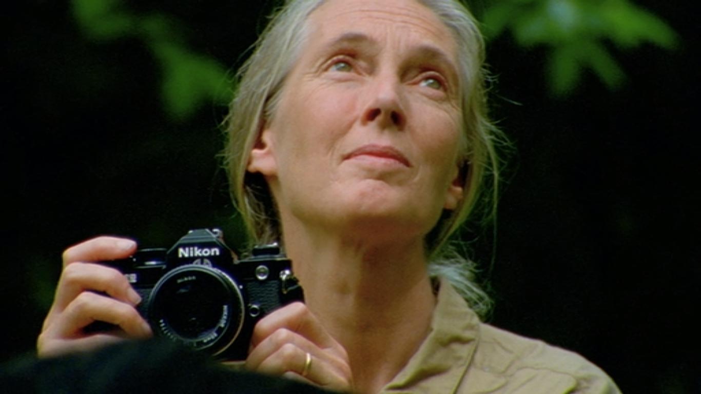 Honoring Dr. Jane Goodall's Legacy | AVC Store